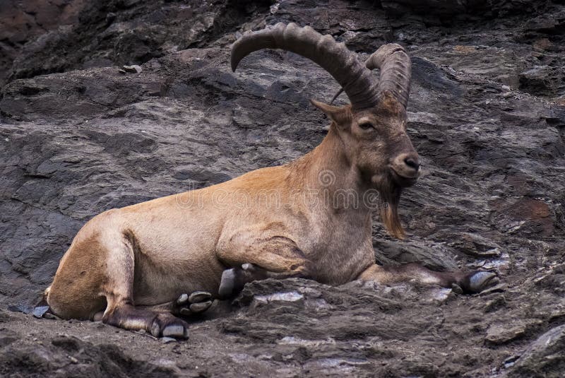 Berggeit Die Op De Rotsen Liggen Stock Afbeelding - Afbeelding ...