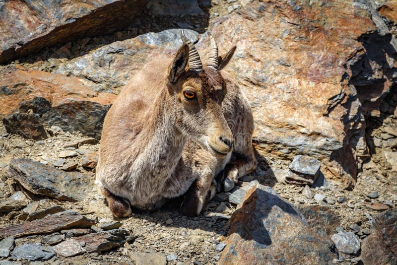 Berggeit Op De Bovenkant Van De Rots Stock Foto - Image of dier, ontdek ...