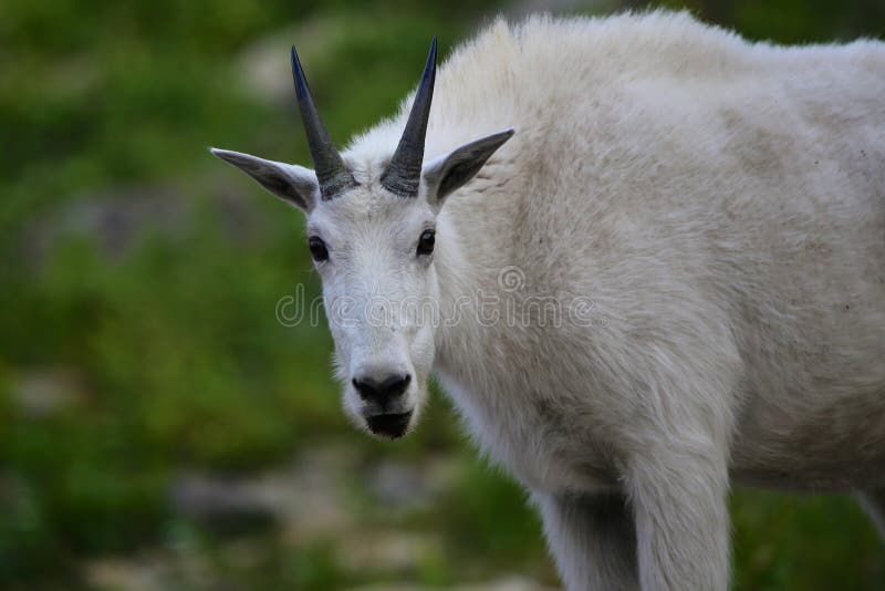 De Berggeit En Kindermeisje Mother Die Van Het Babyjonge Geitje Op ...
