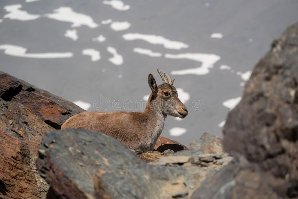 Berggeit Op Bergpiek Met Snowfields Stock Foto - Image of berg, profiel ...