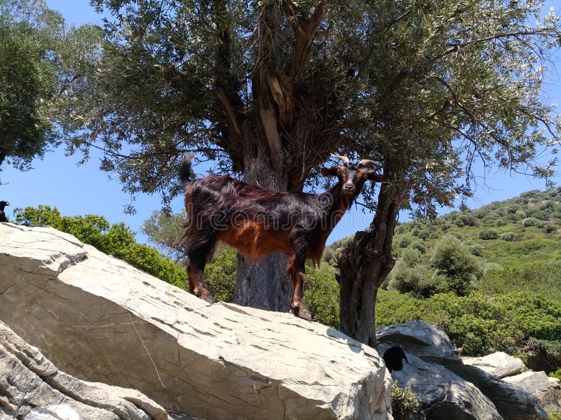 Berggeit Op Een Steen Onder Bomen Op Rots Stock Foto - Image of alpien ...