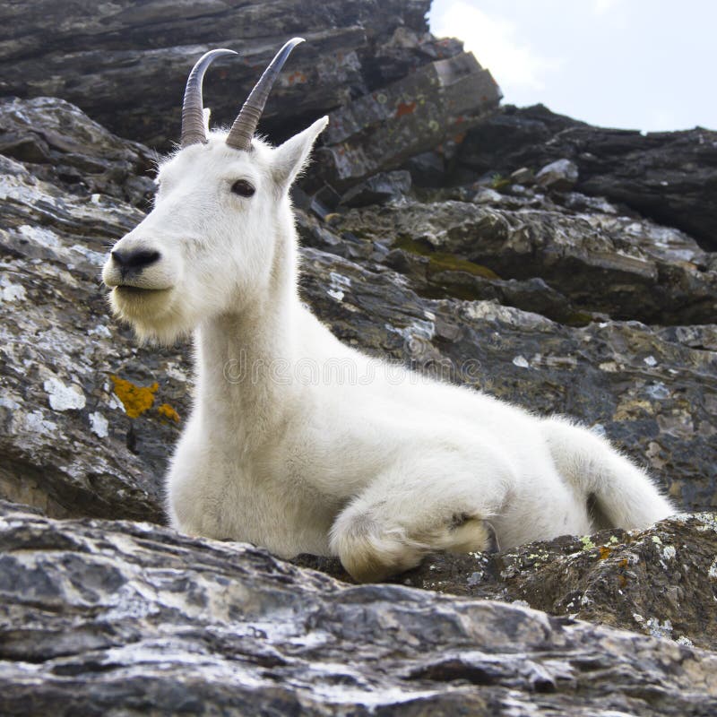 Berggeit in Montana stock foto. Afbeelding bestaande uit vakantie ...
