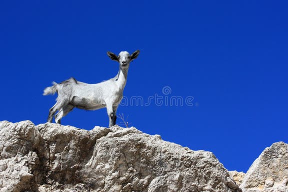 Berggeit op rots stock afbeelding. Image of geit, steen - 33513463