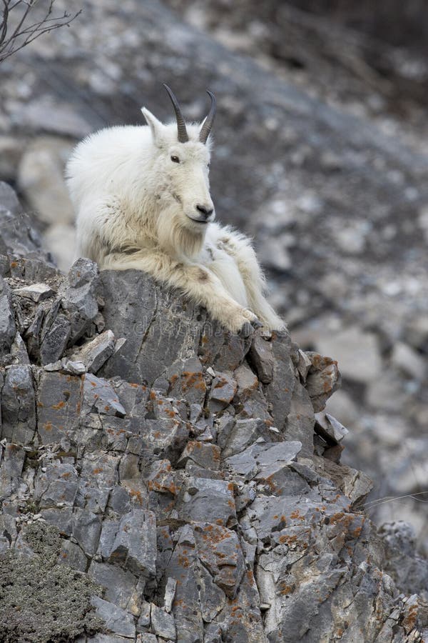 De Geit Van De Jong Geitjeberg Op Rotsachtige Richel Stock Foto - Image ...
