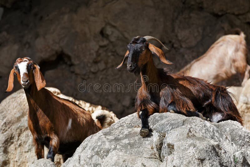 Wilde Berggeiten, Denver, CO Stock Foto - Image of rots, amerika: 52312588