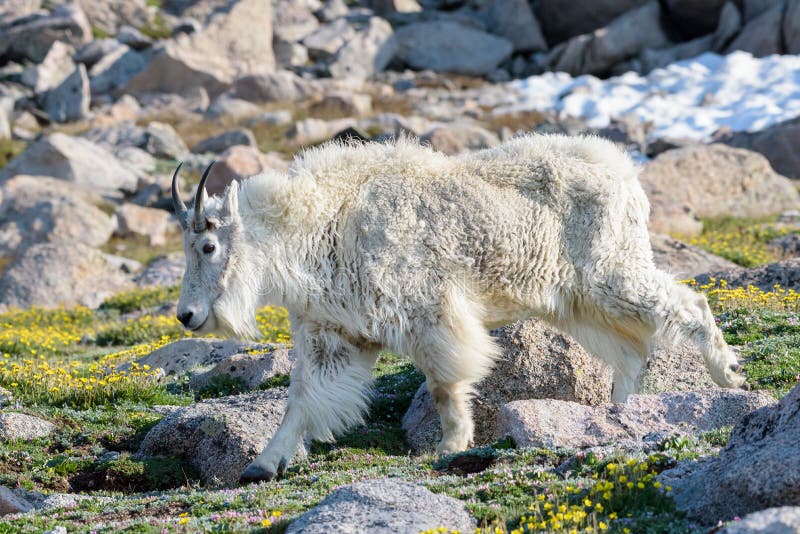 Berggeiten in Colorado Rocky Mountains Stock Foto - Image of hoog ...