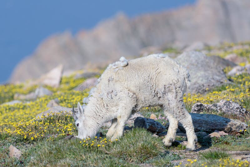 Berggeiten in Colorado Rocky Mountains Stock Foto - Image of graniet ...