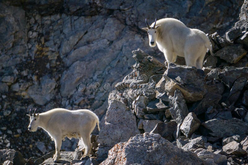 Berggeiten stock afbeelding. Image of lente, wildbloemen - 121171369