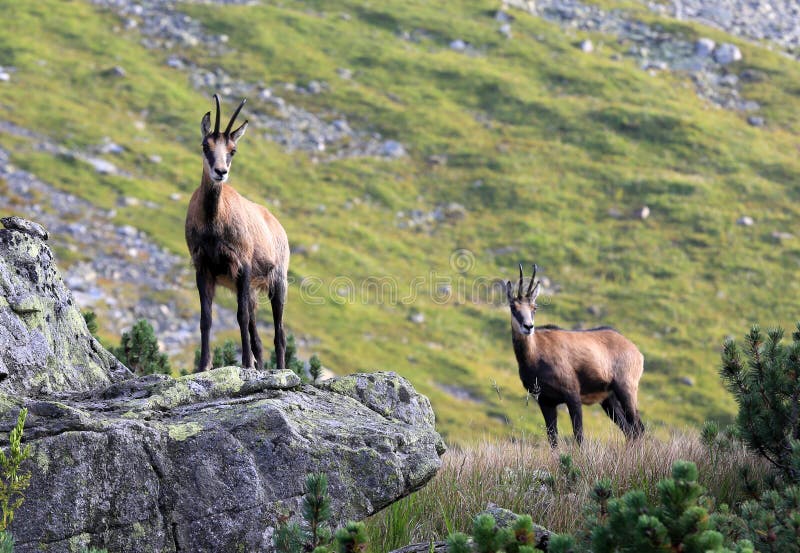 Alpiene Berggeiten, Alpiene Steenbok, In De Wilde Aard Op Groen Gras ...