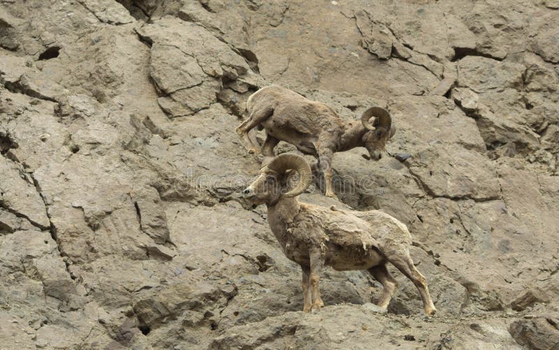 Berggeiten Van Yellowstone Nationaal Park Stock Foto - Image of hoorn ...