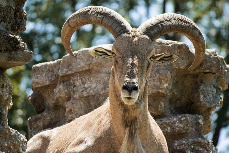 De Afrikaanse Geit Van De Berg Stock Foto - Image of hoeven, hoornen ...