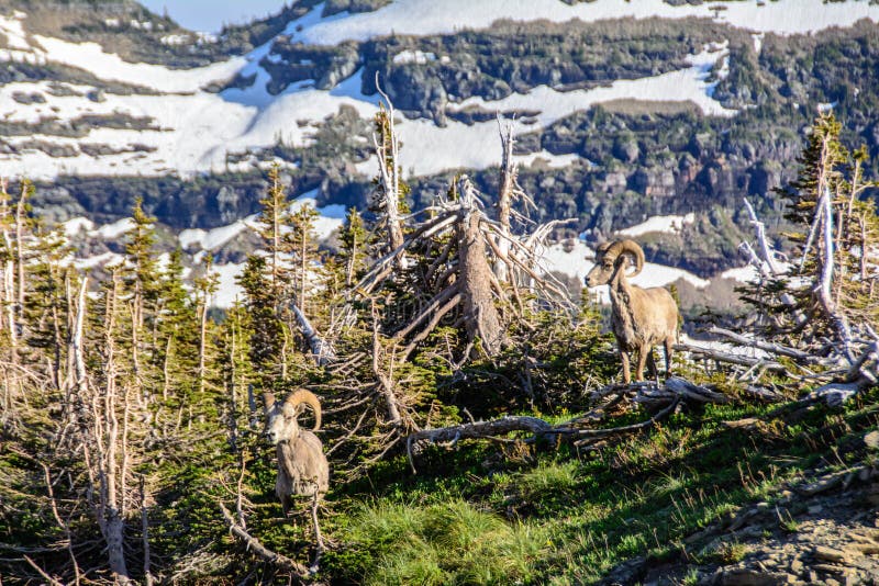 Verborgen Meer In Gletsjer Nationaal Park, Montana De V.S. Stock Foto ...