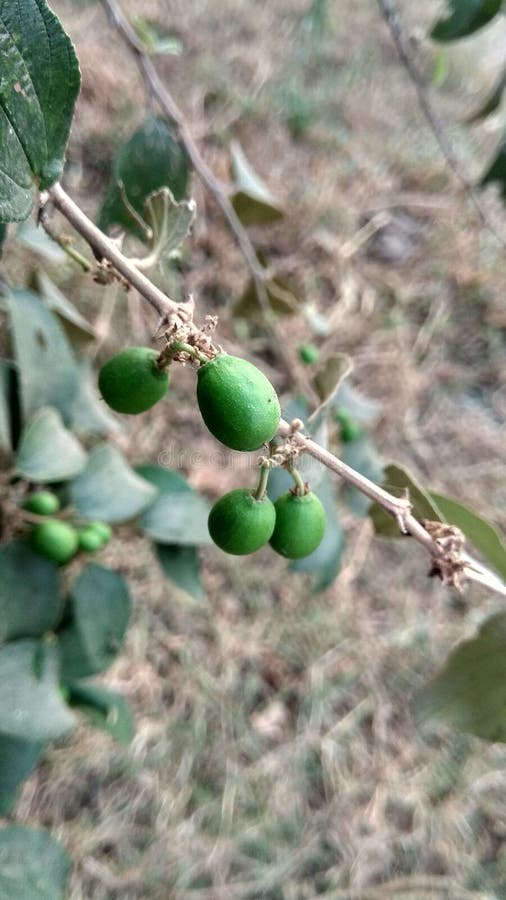 Beri and Ber Original Photo Wallpapers Stock Photo - Image of original ...