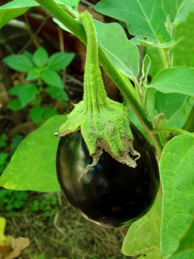 Beringela no jardim foto de stock. Imagem de beringela - 15875570