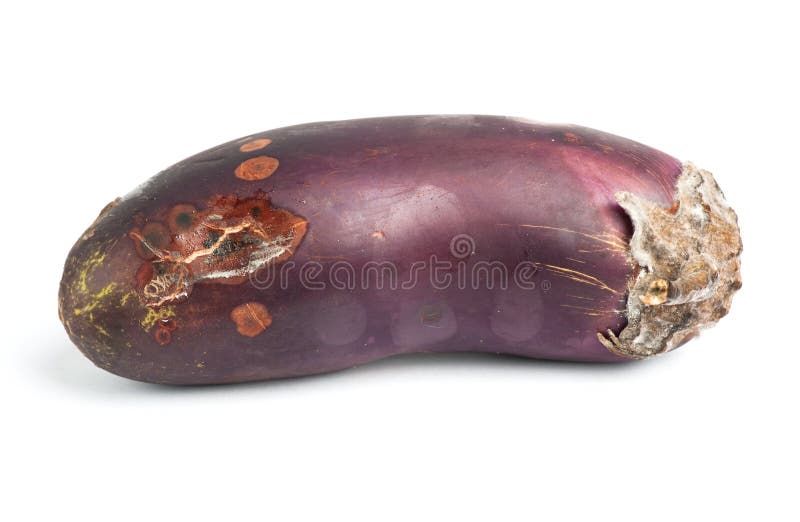 Beringela Podre Isolada No Branco Foto de Stock - Imagem de feio ...