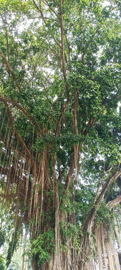 Beringin Trees Stock Photos - Free & Royalty-Free Stock Photos from ...