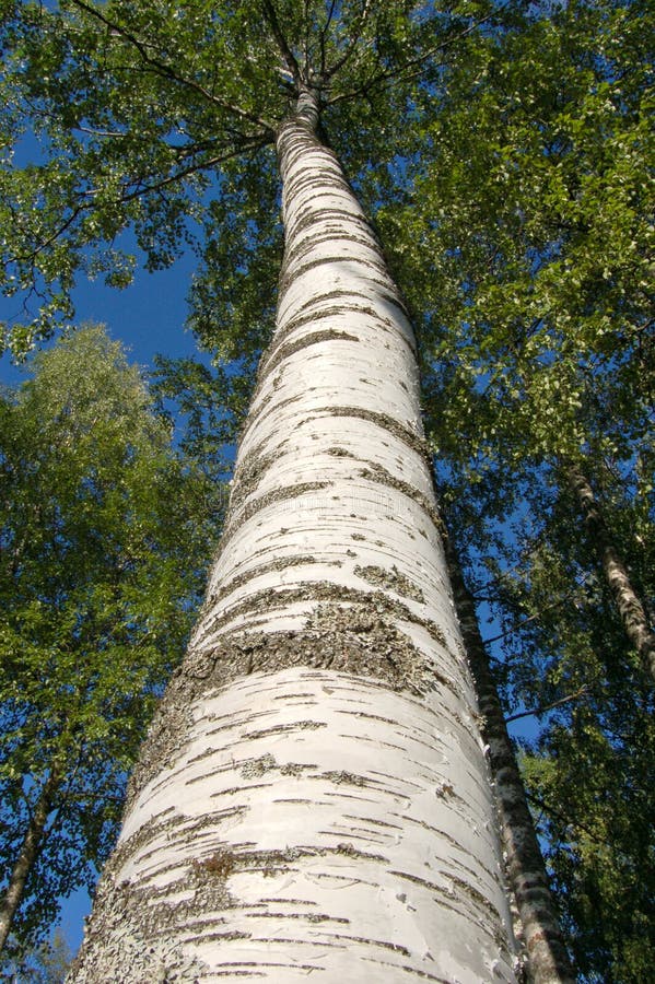 De boom van de berk stock afbeelding. Image of wildernis - 1129951