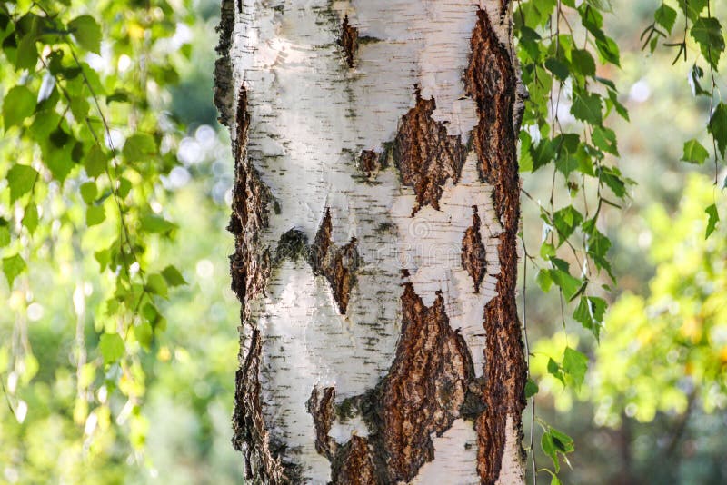 Berk-boom stock foto. Image of kurk, blad, schoonheid - 48475008