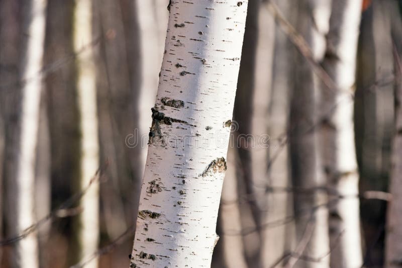 Berkehout (Witte berk) stock afbeelding. Image of bomen - 11786339