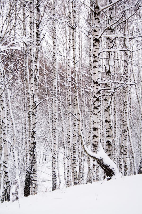 Berken stock foto. Image of sneeuw, boomstam, winter, berk - 3622726