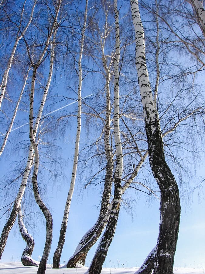 Berken in de winter stock afbeelding. Image of berken - 109945781