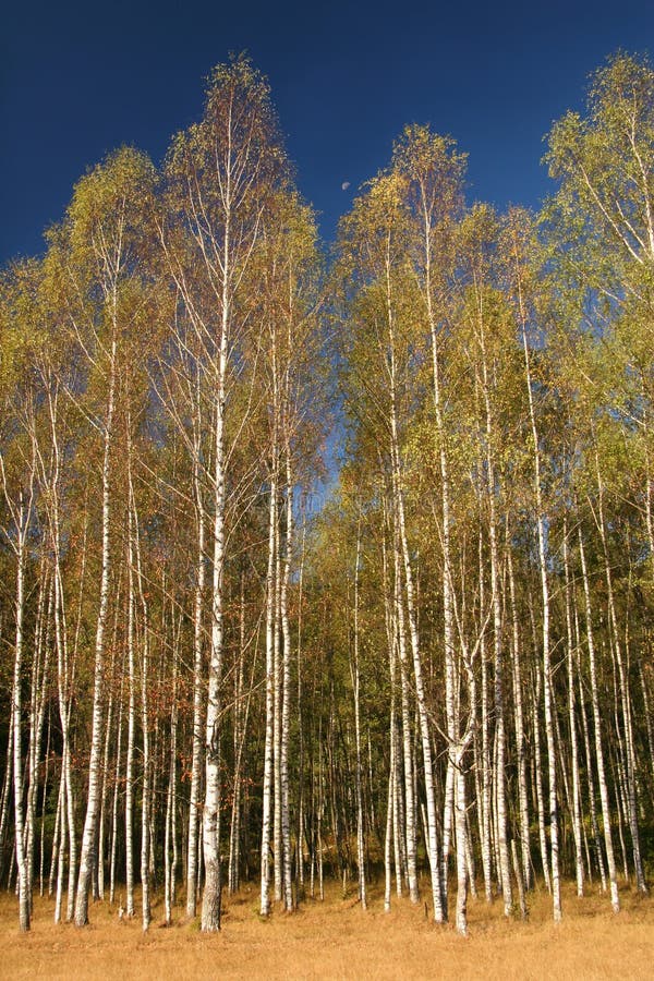 Berken en maan stock foto. Image of diep, maan, rijen - 3083300
