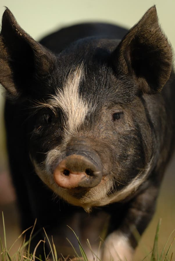 Berkshire pig stock image. Image of coarse, exterior, swine - 423417