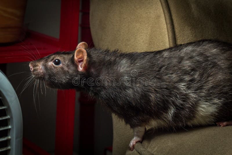 Berkshire Rat Couch stock image. Image of fancy, norvegicus - 220796193