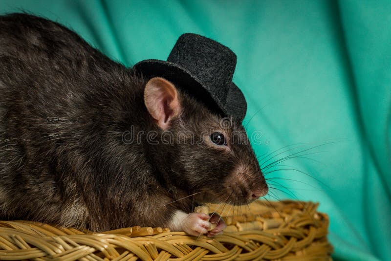 Adult Rattus Stock Photos - Free & Royalty-Free Stock Photos from ...