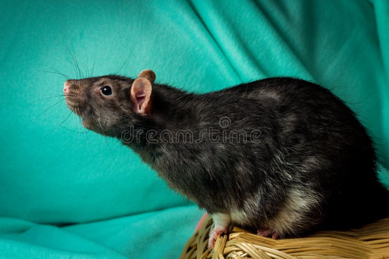 Berkshire Rat Wicker Basket Stock Photo - Image of rattus, studies ...