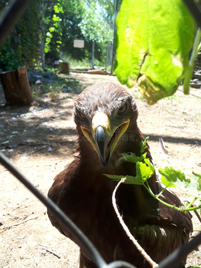 Berkut. Porträt Des Steinadlers Der Berühmteste Raubvogel Der ... Berkut. Porträt Des Steinadlers Der Berühmteste Raubvogel Der ...