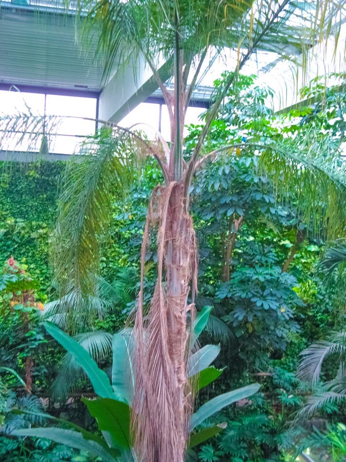 Biosphere Potsdam at Berlin Stock Image - Image of head, fish: 204822911