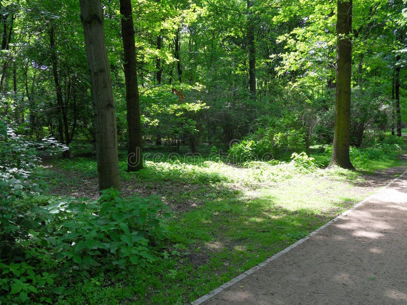 Berlin Forest Trees stock image. Image of forest, time - 168803583