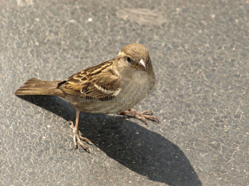 Berlin Spatz - Street Bird from Berlin Stock Photo - Image of popular ...