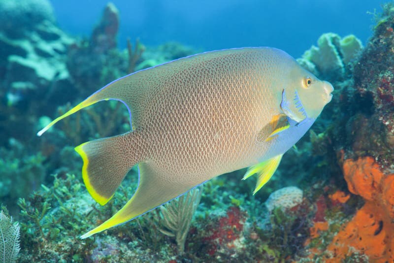 120+ Bermuda tropical fish Free Stock Photos - StockFreeImages