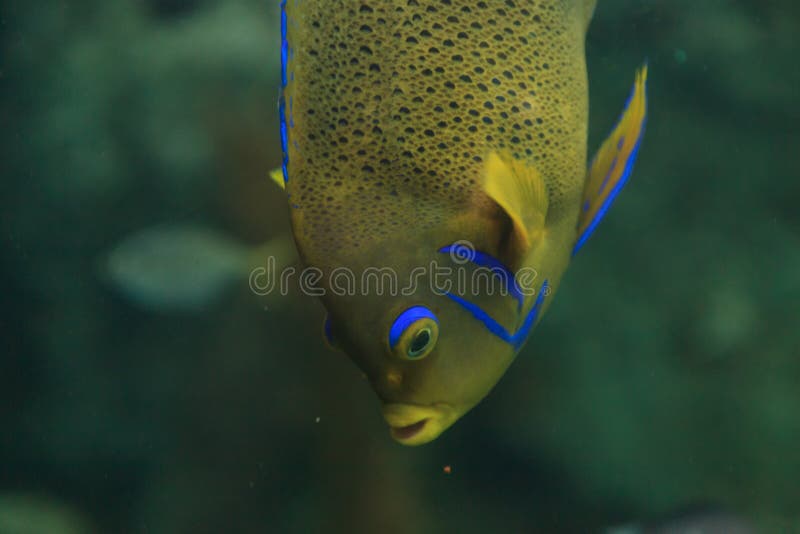 Bermuda Blue Angelfish Holacanthus Bermudensis Stock Image - Image of ...