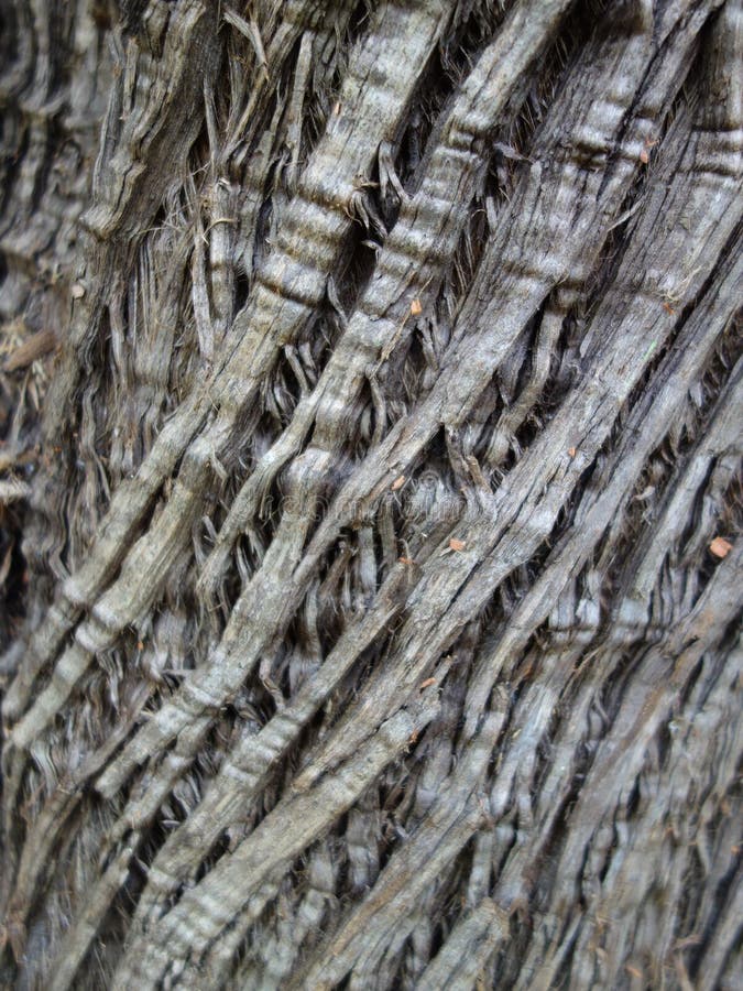 Bermuda cedar bark stock photo. Image of pattern, wooden - 50886664