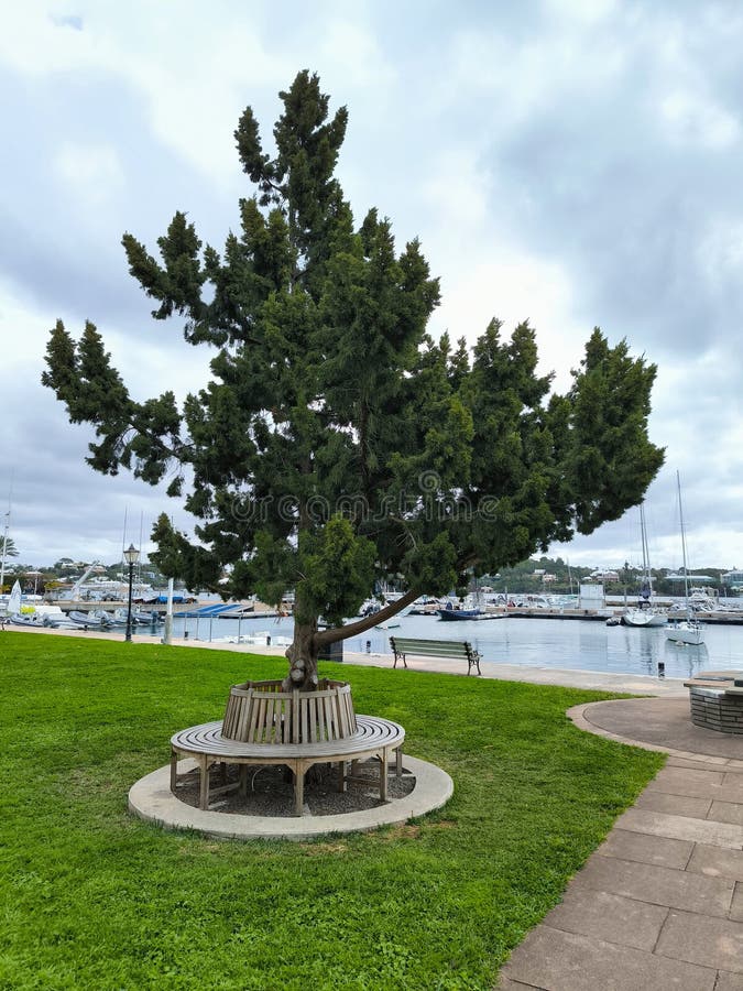 The Bermuda Cedar Juniperus Bermudiana Stock Image - Image of juniper ...