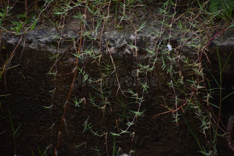 Bermuda grass stock photo. Image of horticulture, wood - 272452326