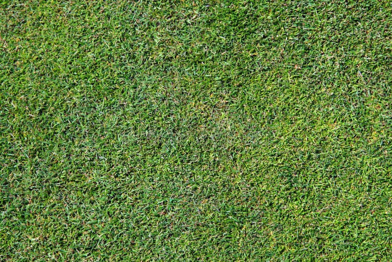 Bermuda Grass Background stock image. Image of golf, green - 13874367