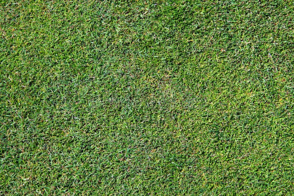 Bermuda Grass Background stock image. Image of golf, green - 13874367