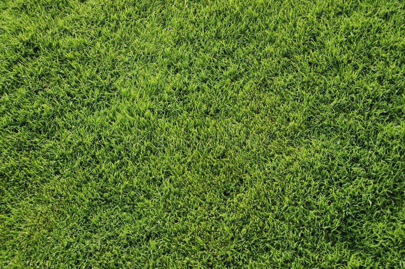 Bermuda grass top view stock image. Image of garden, gardening - 10692321