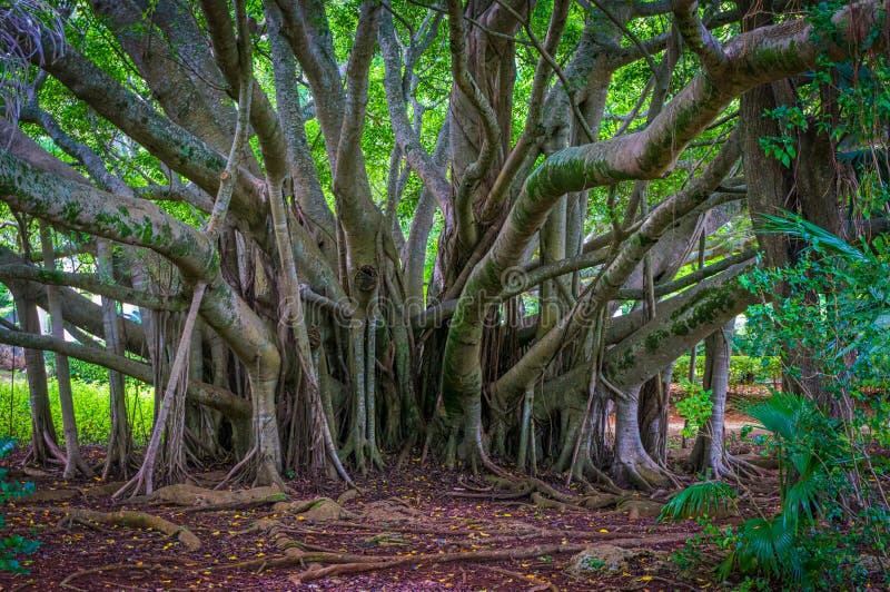 Bermuda Tree stock photo. Image of tree, leaves, tropical - 66775410
