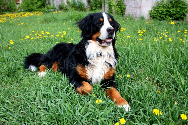 Bern dog stock photo. Image of white, cute, face, satellite - 12845048