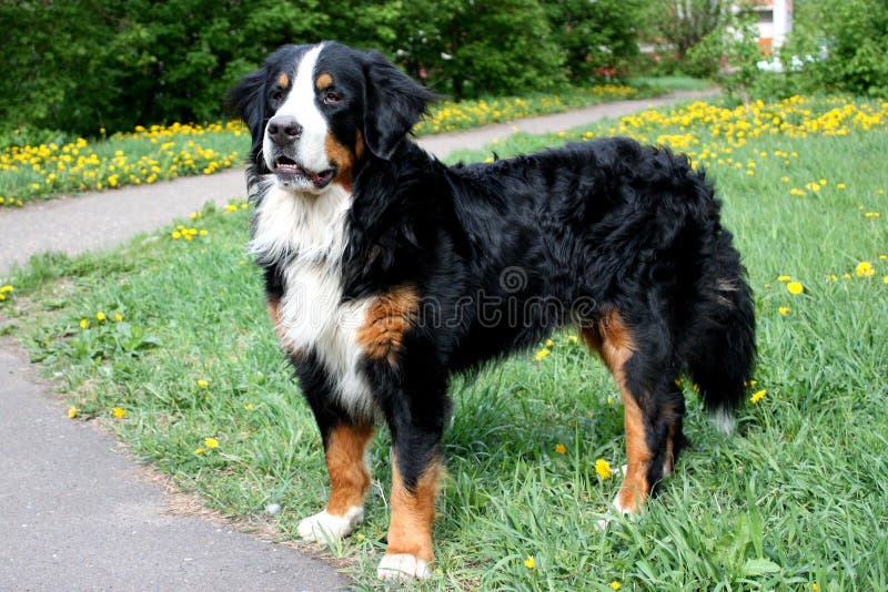 Bern dog stock image. Image of face, fowler, animal, flowers - 12845535