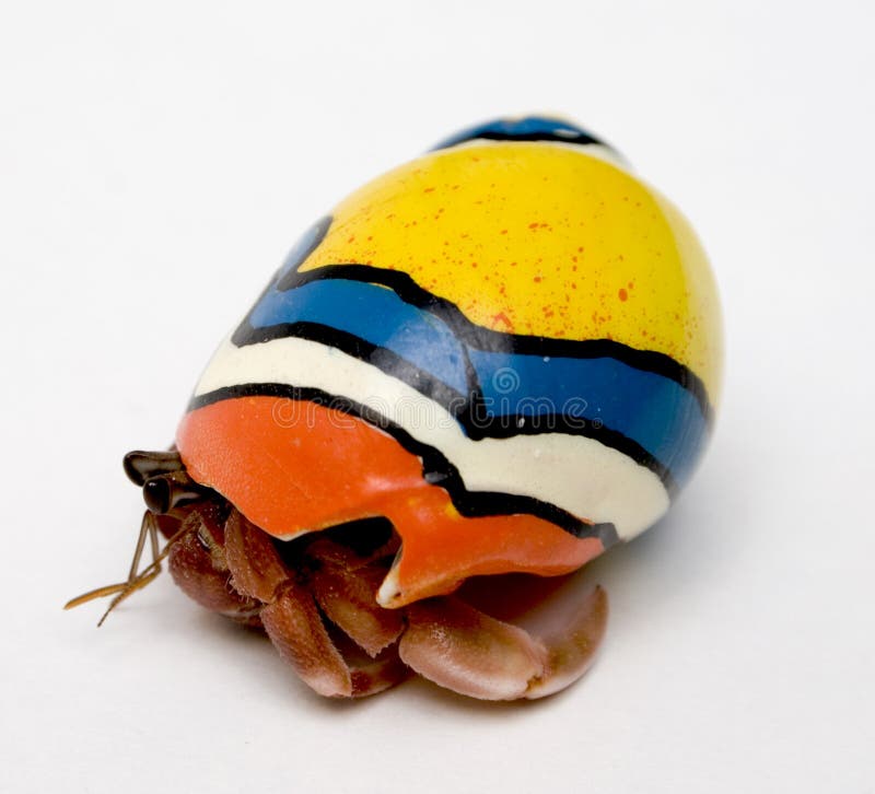 Bernard l'ermite photo stock. Image du bleu, science, célèbre - 159418