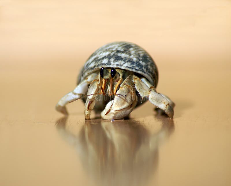 Bernard l'ermite photo stock. Image du yeux, crabe, pattes - 1705826