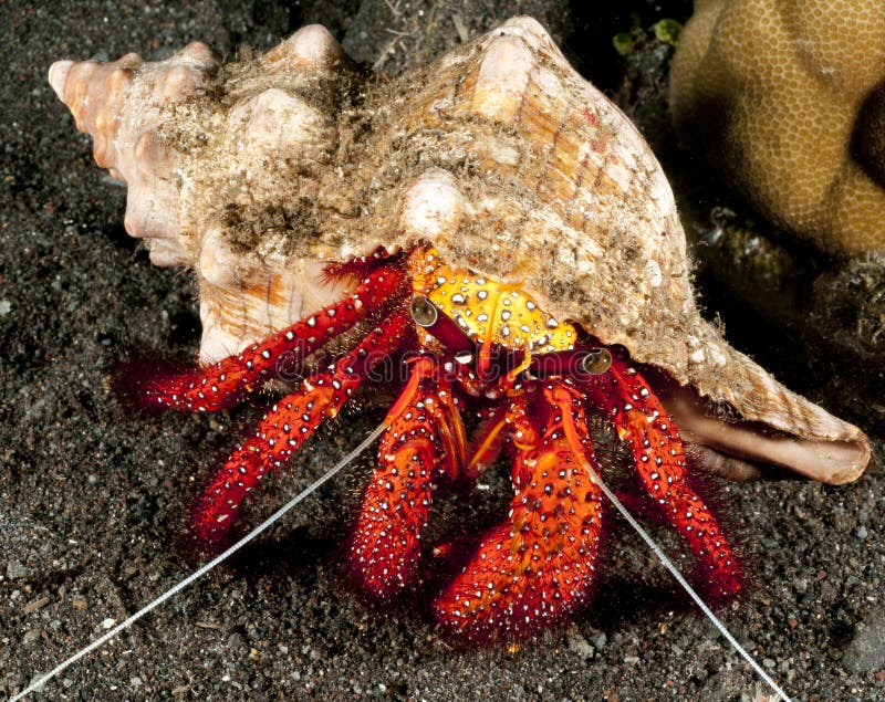 Bernard l'ermite photo stock. Image du crabe, sauvage - 60562308