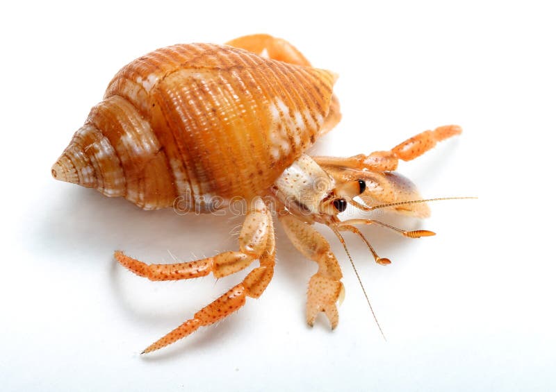 Bernard l'ermite image stock. Image du coquillages, hermite - 28446409