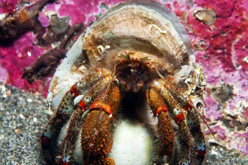 Bernard l'ermite photo stock. Image du crabe, sauvage - 60562308